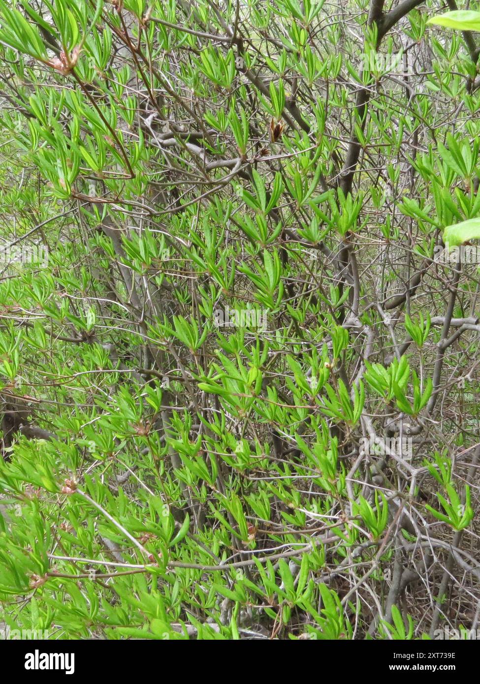 Pinxter Flower (Rhododendron periclymenoides) Plantae Stock Photo - Alamy