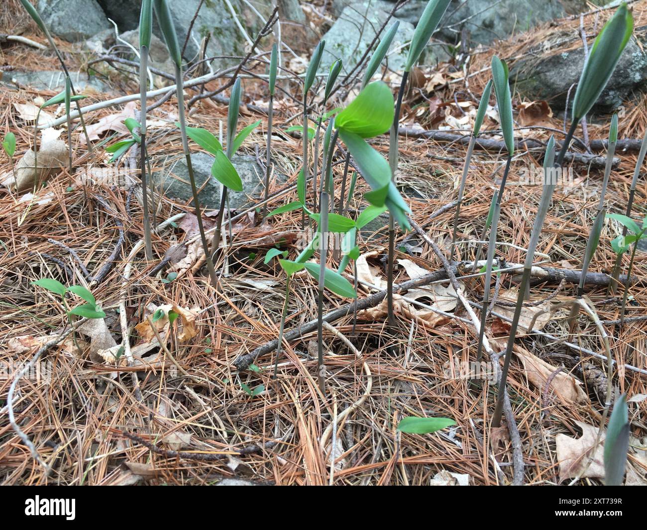 monocots (Liliopsida) Plantae Stock Photo - Alamy