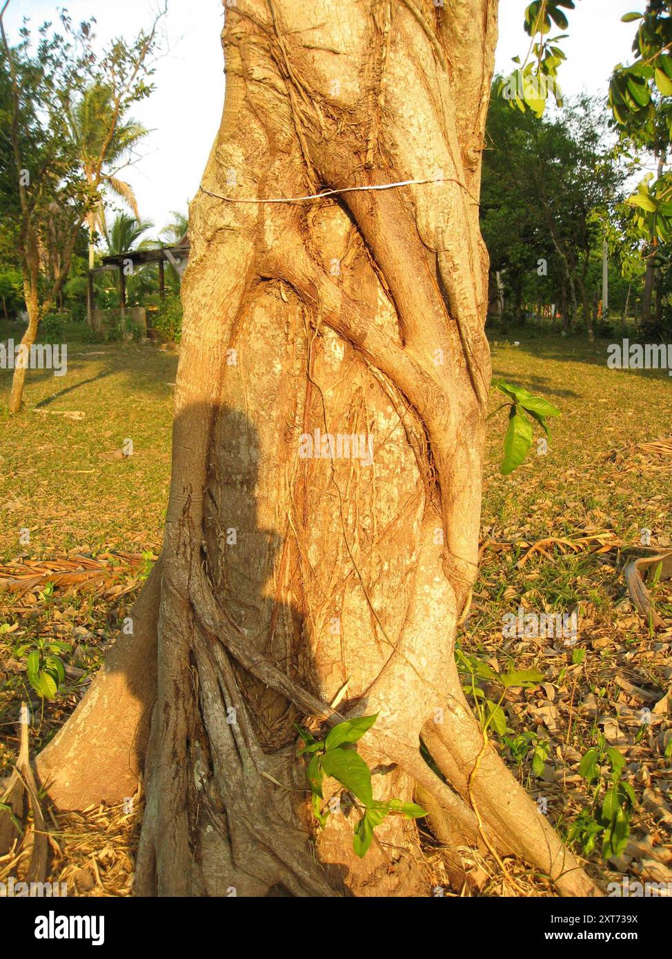 Florida Strangler Fig (Ficus aurea) Plantae Stock Photo - Alamy