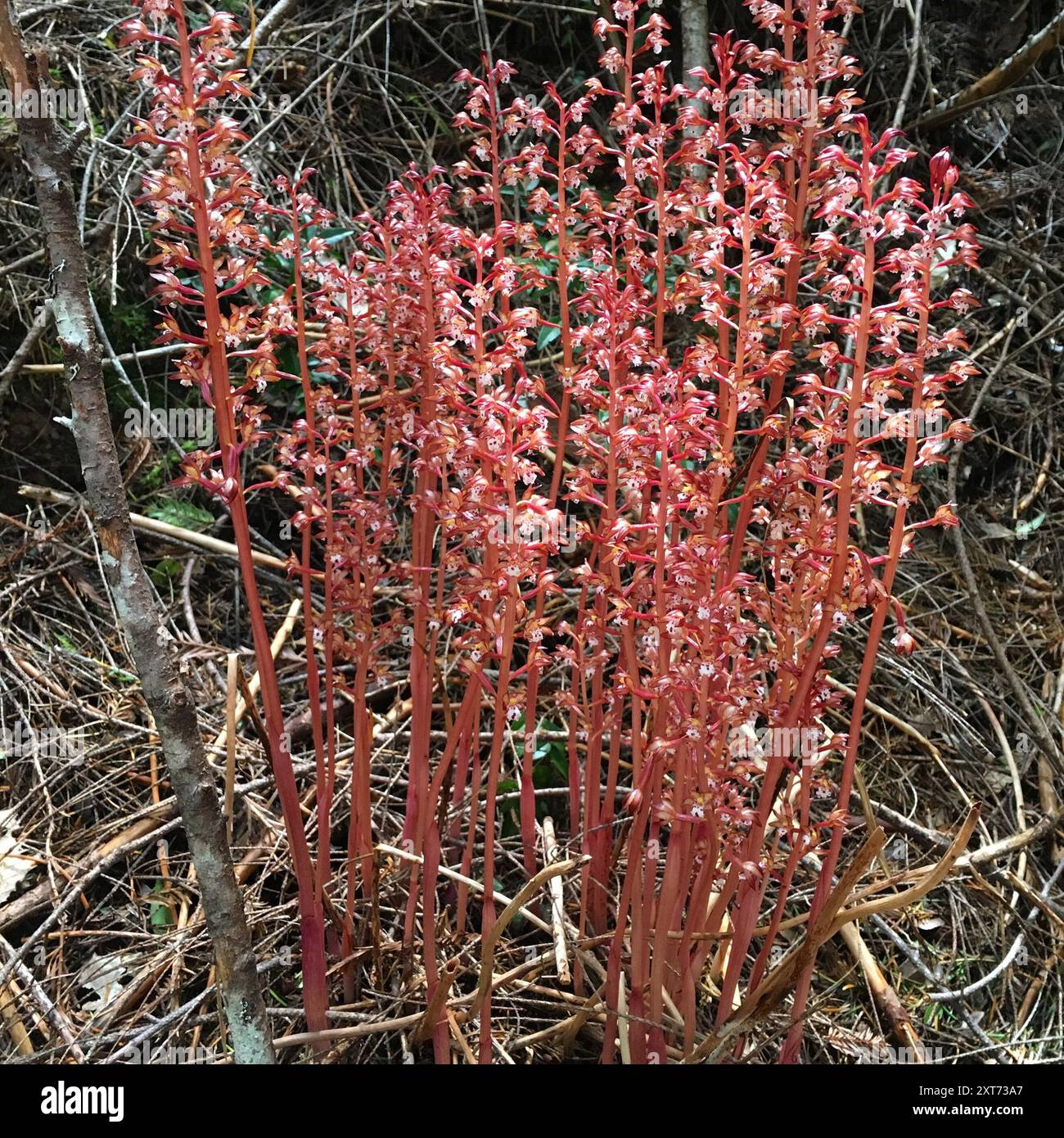 Western spotted coralroot (Corallorhiza maculata occidentalis) Plantae ...