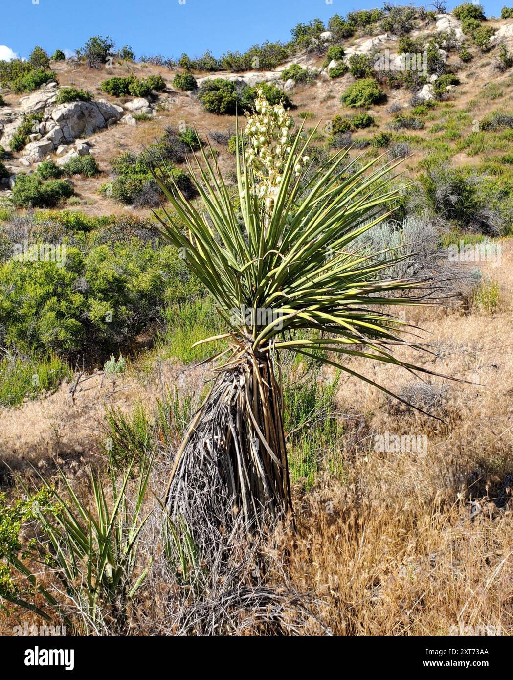 Mojave Yucca (Yucca schidigera) Plantae Stock Photo - Alamy