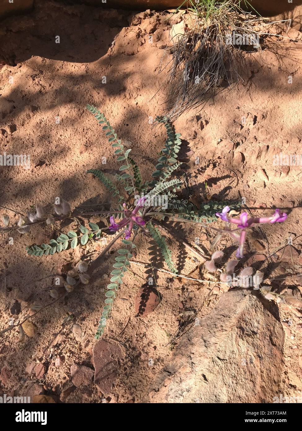 Woolly Locoweed (Astragalus mollissimus) Plantae Stock Photo - Alamy