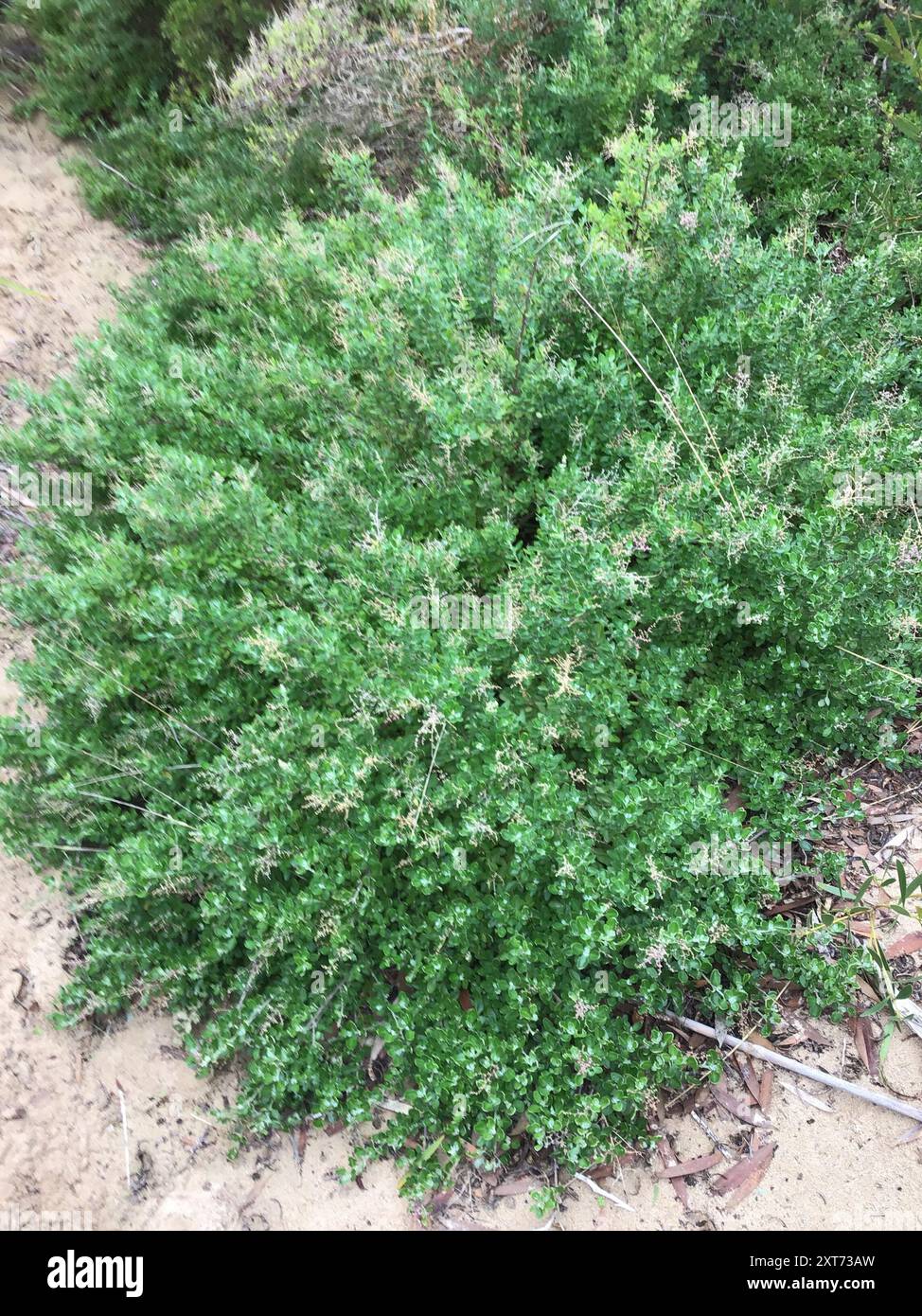 Seaberry Saltbush (Rhagodia candolleana) Plantae Stock Photo - Alamy