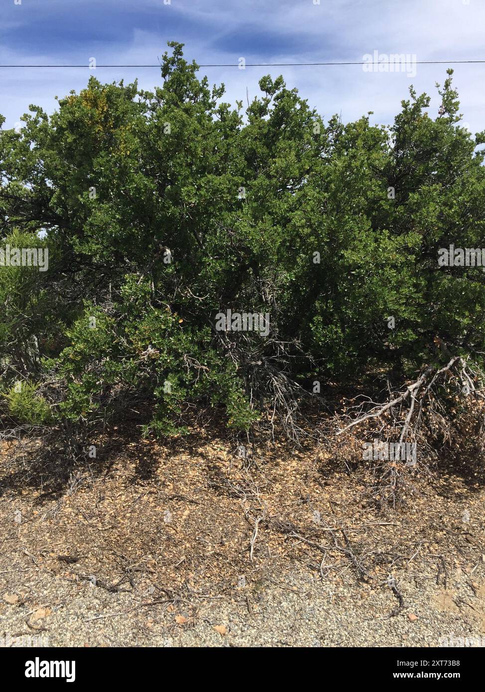 Torrey's Hybrid Oak (Quercus × acutidens) Plantae Stock Photo - Alamy