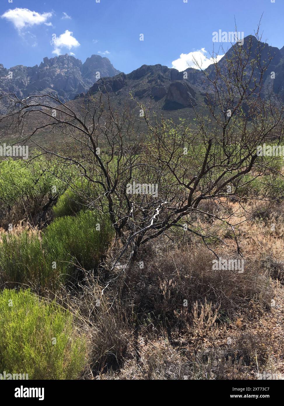 Vachellia constricta hi-res stock photography and images - Alamy