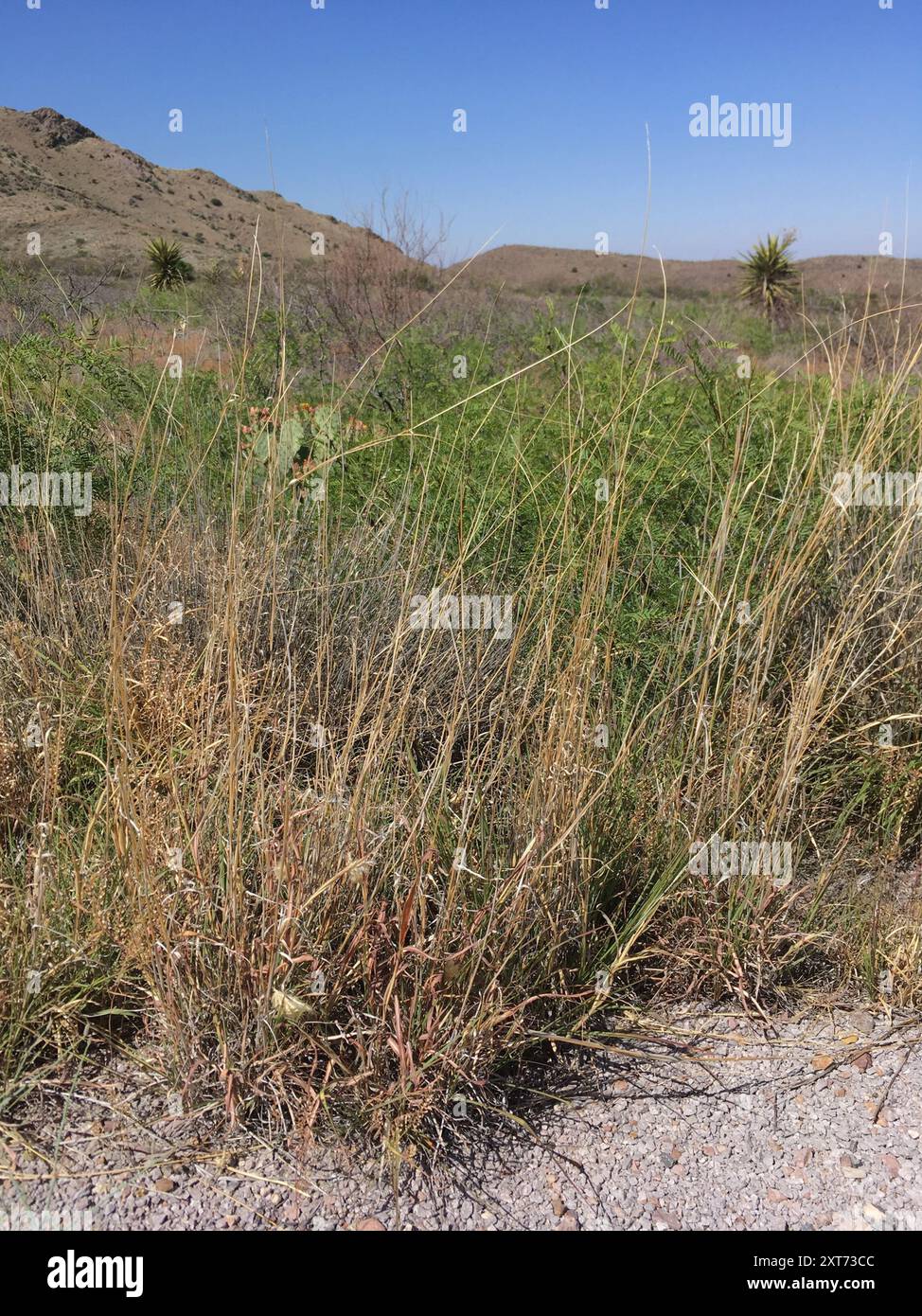 Cane Bluestem (Bothriochloa barbinodis) Plantae Stock Photo - Alamy