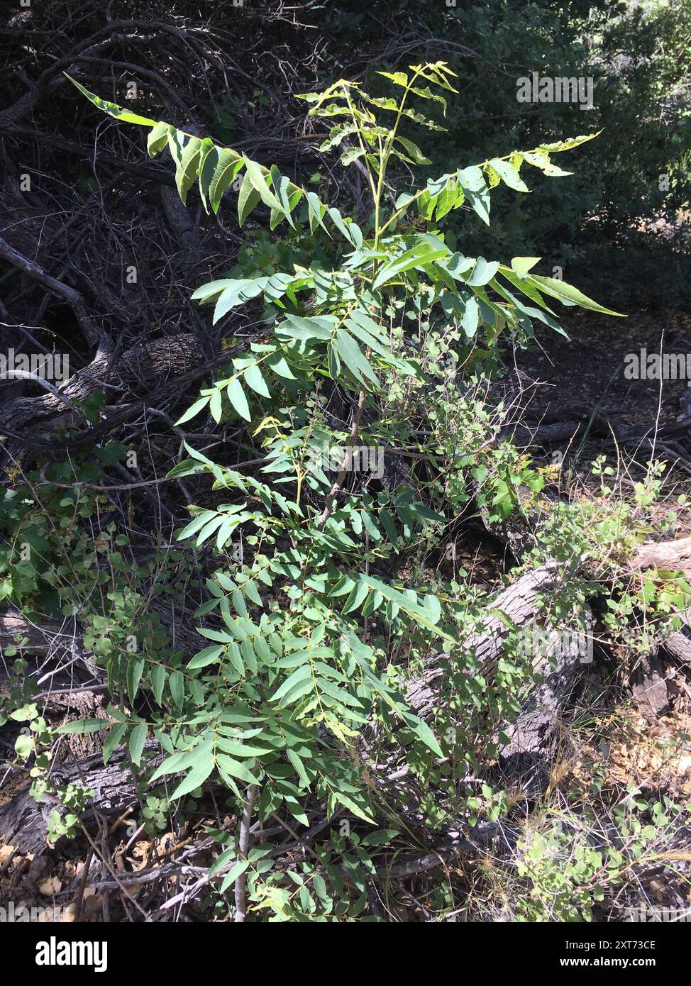 Arizona black walnut (Juglans major) Plantae Stock Photo - Alamy