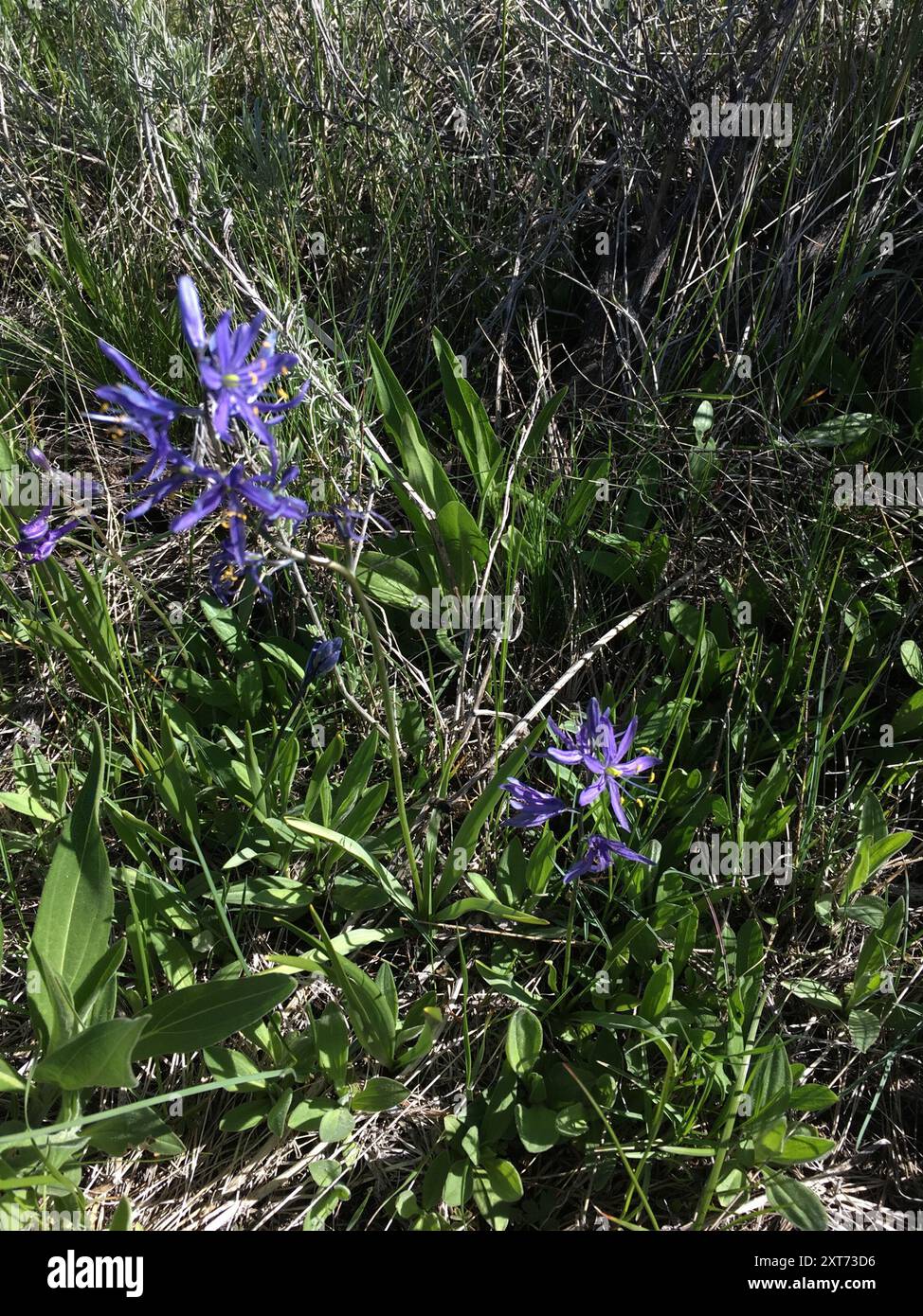 small camas (Camassia quamash) Plantae Stock Photo - Alamy