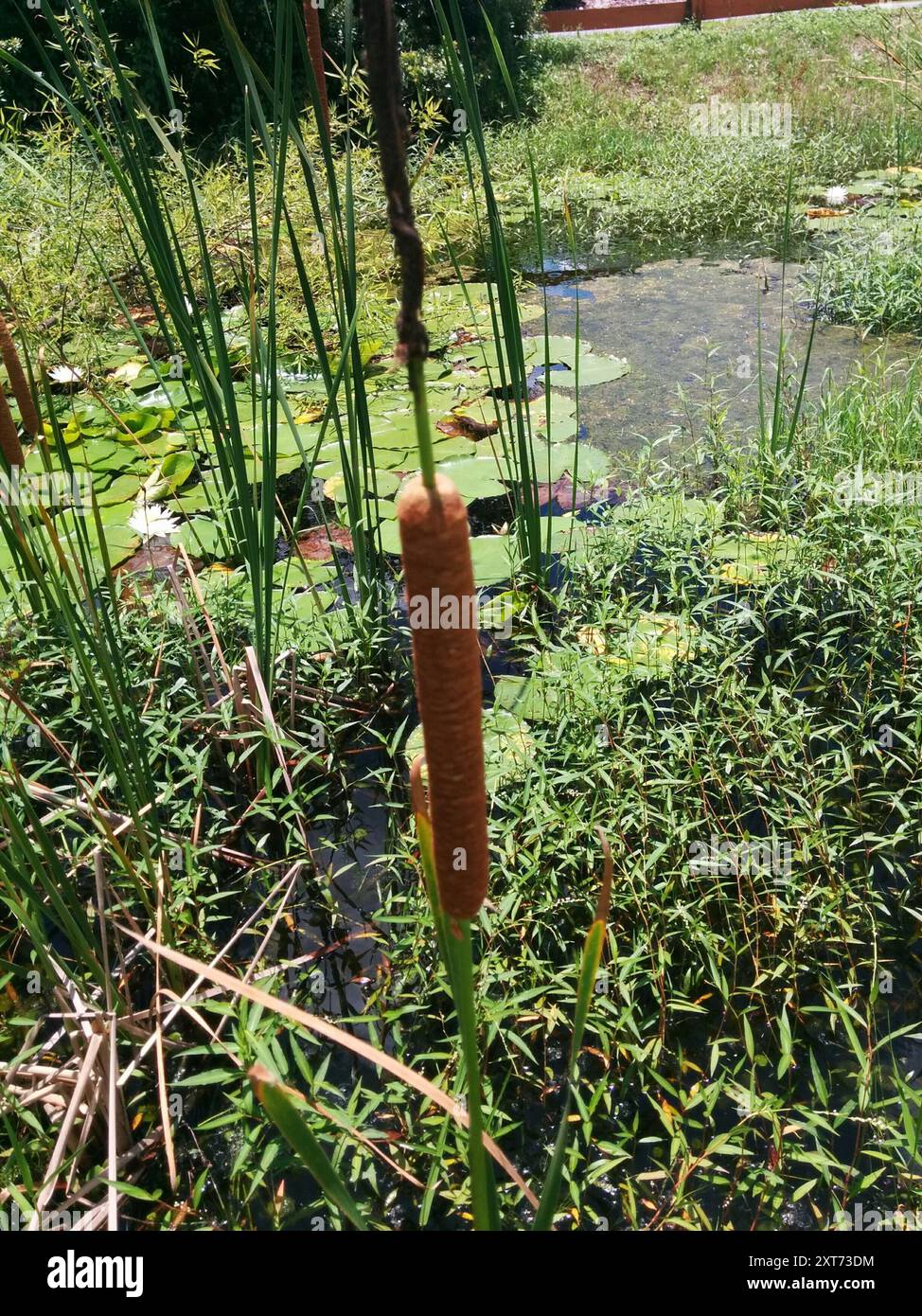 southern cattail (Typha domingensis) Plantae Stock Photo - Alamy
