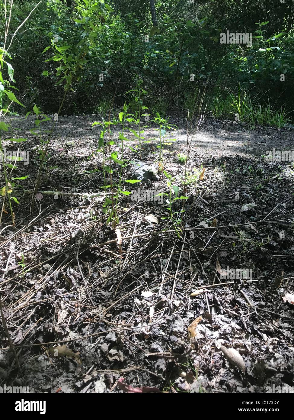 Woodchip Morel (Morchella rufobrunnea) Fungi Stock Photo - Alamy