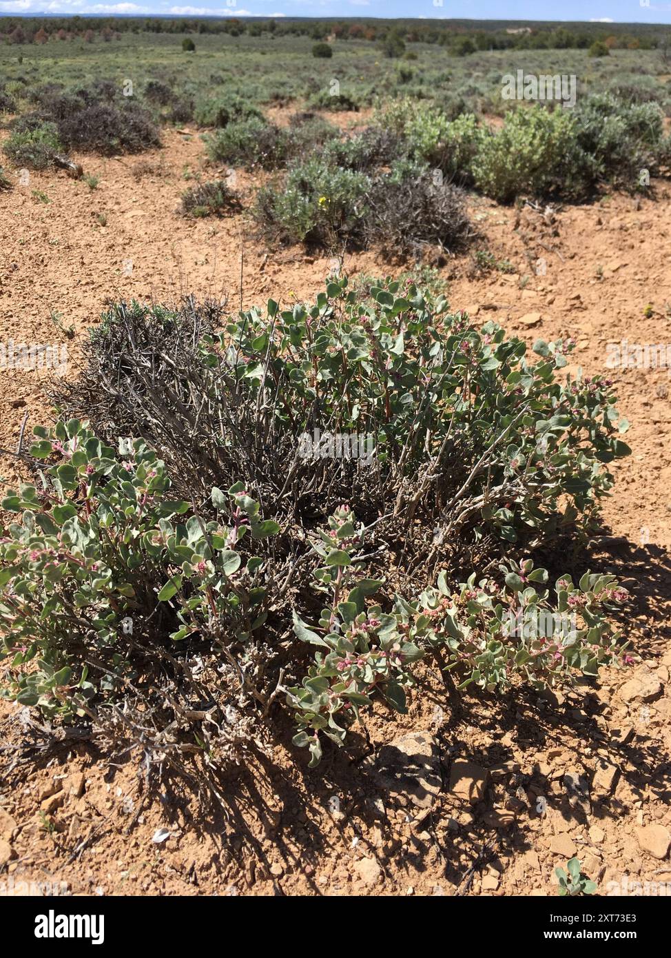 Shadscale Saltbush (Atriplex confertifolia) Plantae Stock Photo - Alamy