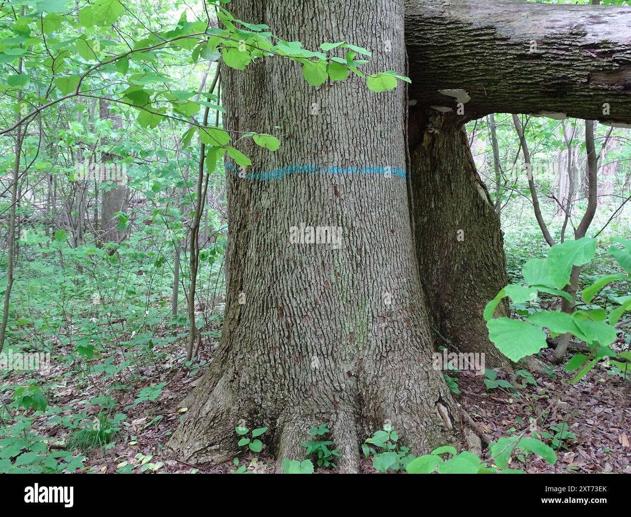 Cucumber-tree (Magnolia acuminata) Plantae Stock Photo - Alamy
