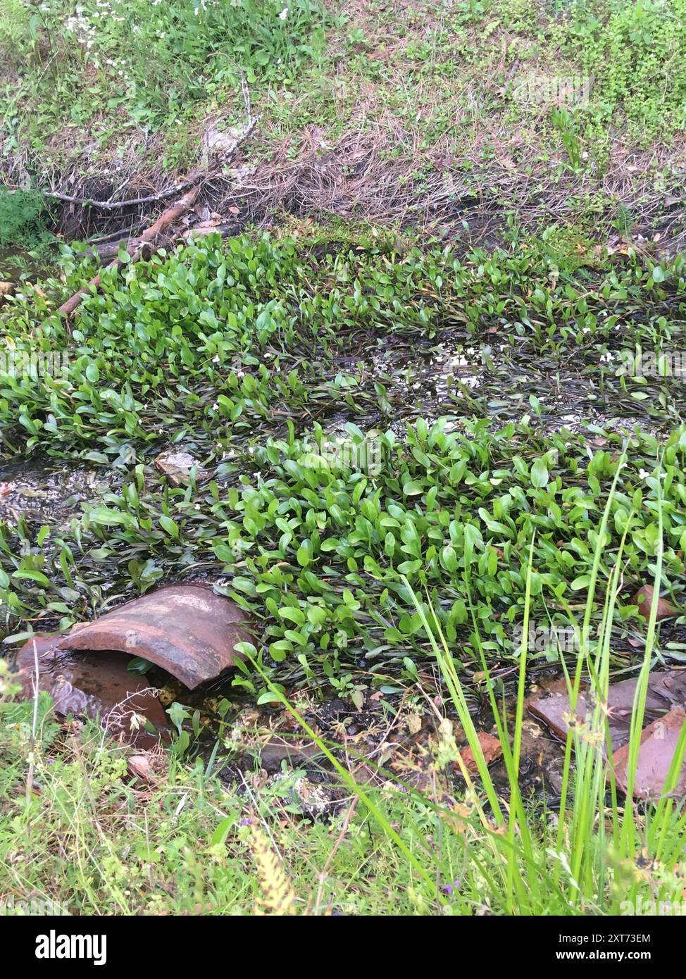 Narrow-leaved Arrowhead (Sagittaria subulata) Plantae Stock Photo - Alamy