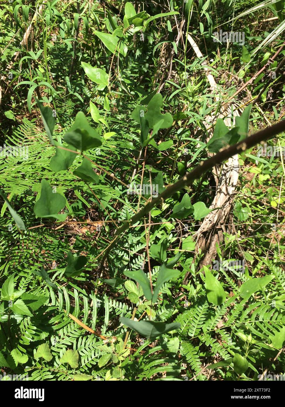 Coral Bean (Erythrina herbacea) Plantae Stock Photo - Alamy