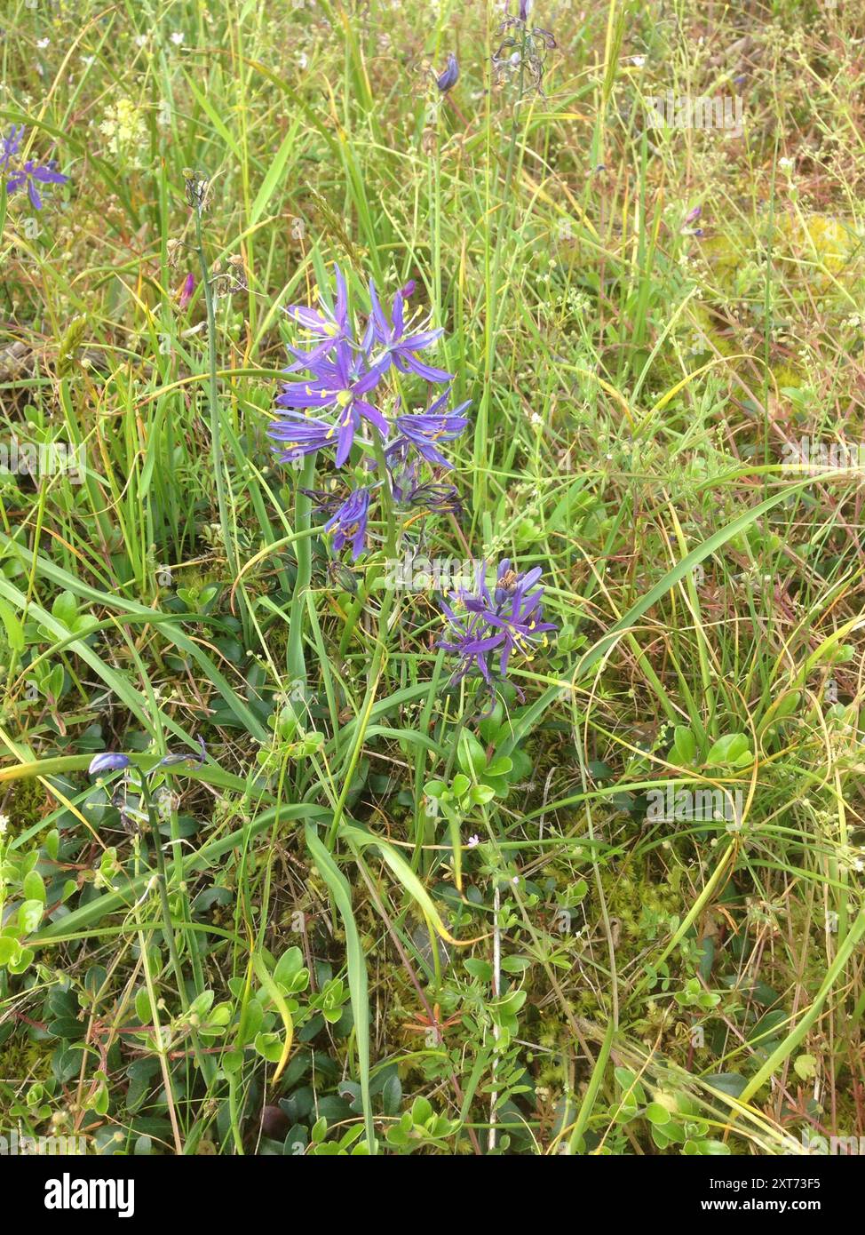 small camas (Camassia quamash) Plantae Stock Photo - Alamy
