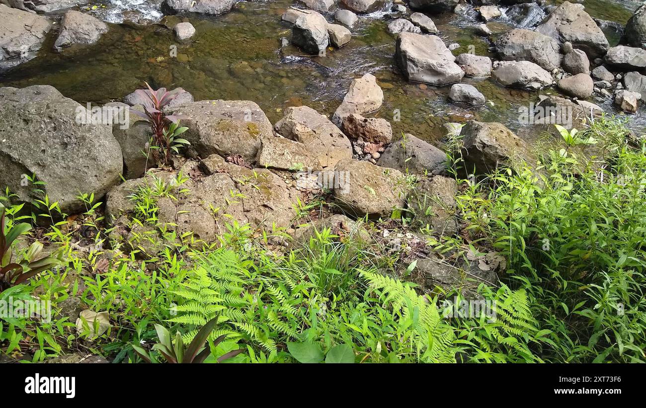 Javanese Flatsedge (Cyperus javanicus) Plantae Stock Photo - Alamy