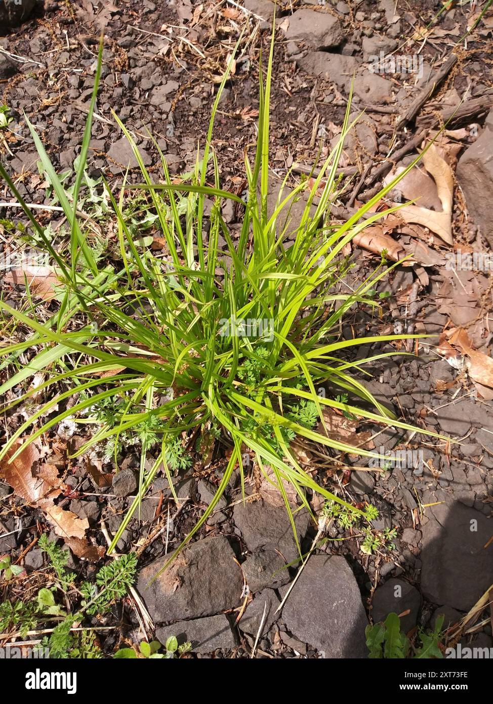 heath wood-rush (Luzula multiflora) Plantae Stock Photo - Alamy