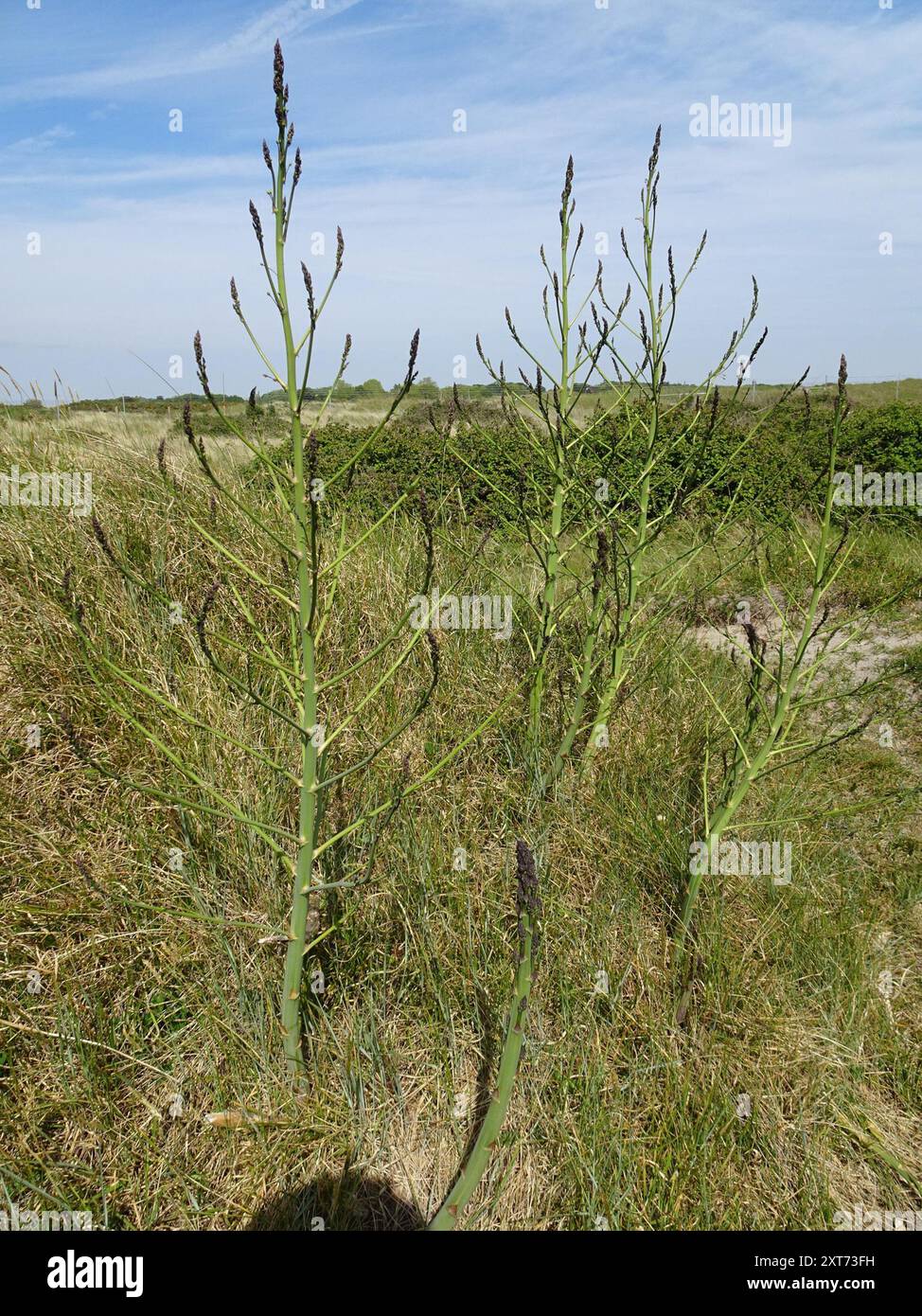 wild asparagus (Asparagus officinalis) Plantae Stock Photo - Alamy