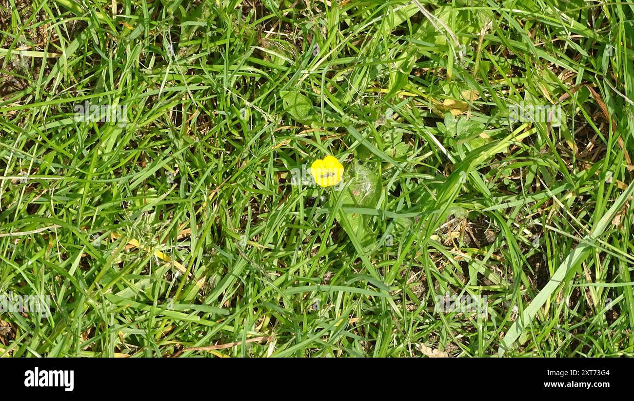 bulbous buttercup (Ranunculus bulbosus) Plantae Stock Photo - Alamy