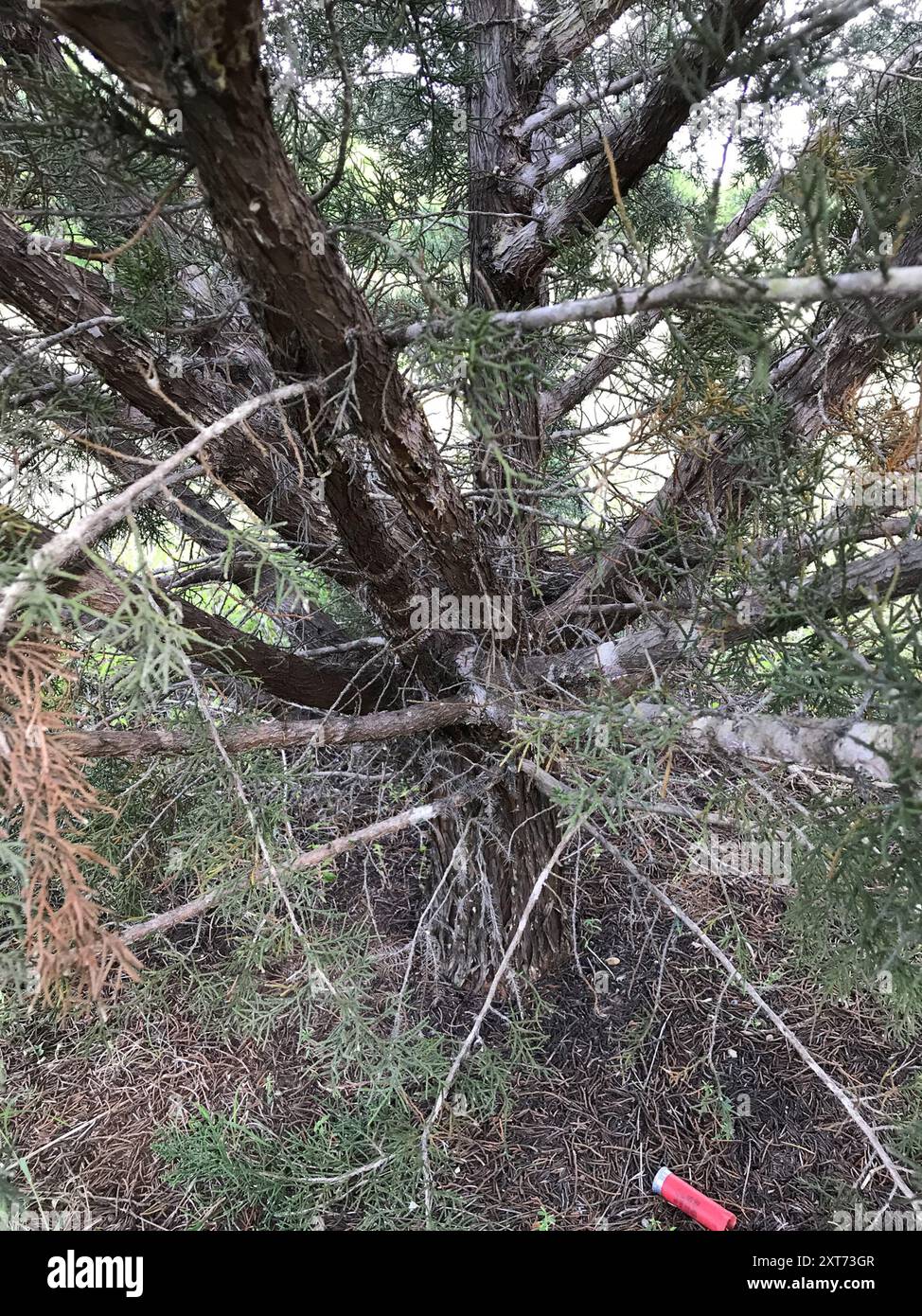 Ashe juniper (Juniperus ashei) Plantae Stock Photo - Alamy