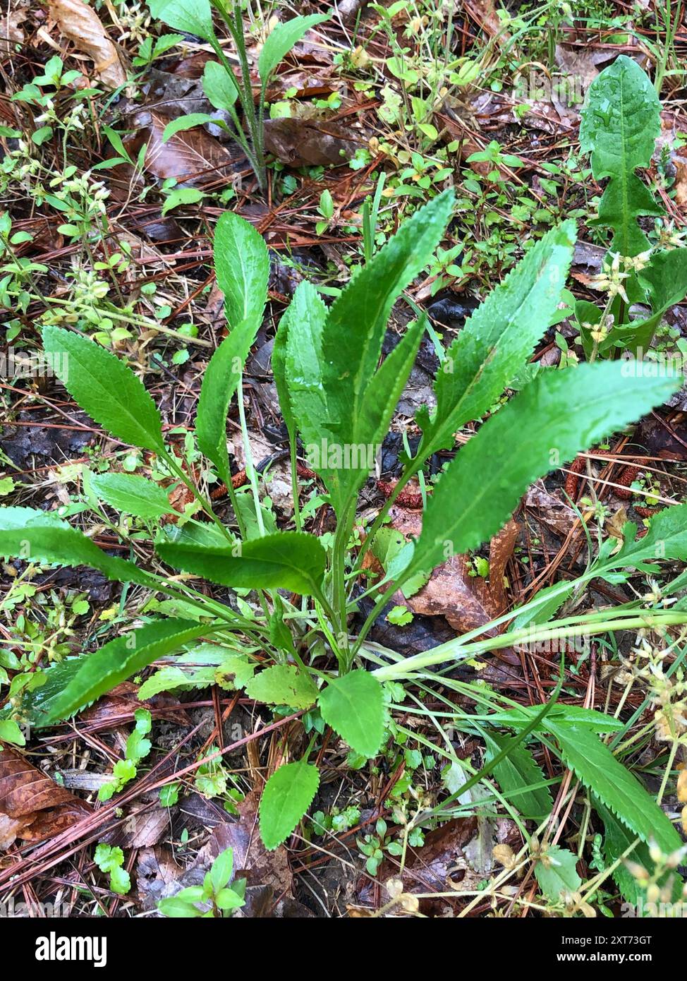 Small's ragwort (Packera anonyma) Plantae Stock Photo - Alamy