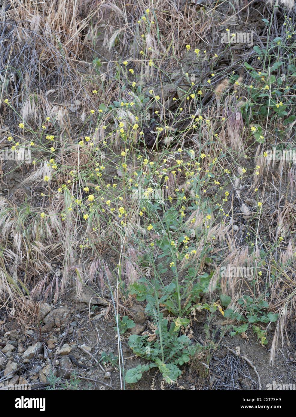 Shortpod Mustard (Hirschfeldia incana) Plantae Stock Photo - Alamy
