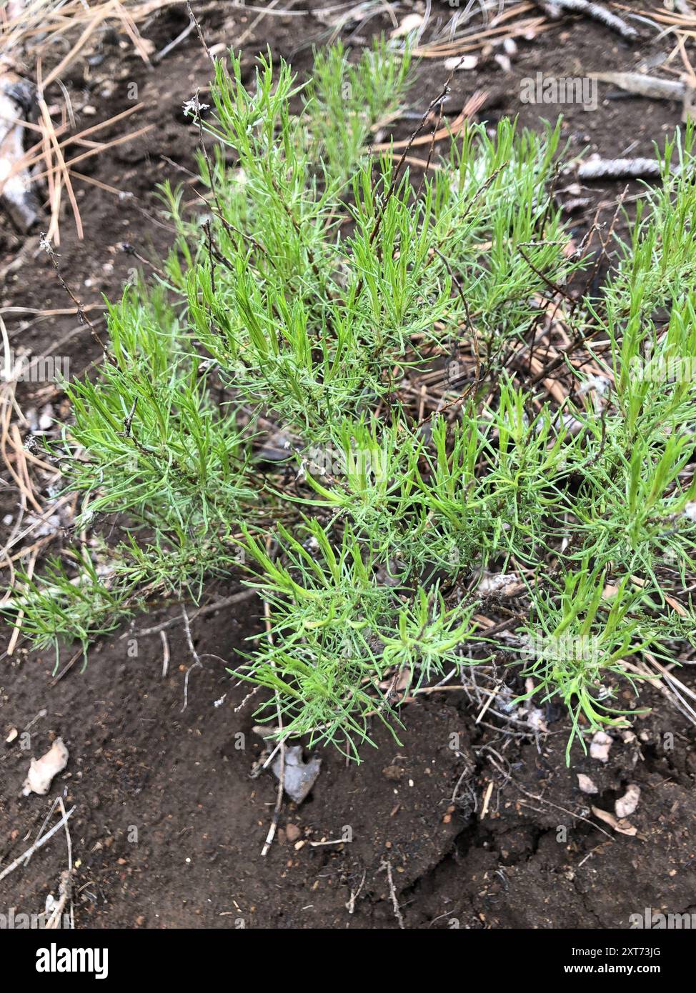Yellow Rabbitbrush (Chrysothamnus viscidiflorus) Plantae Stock Photo ...