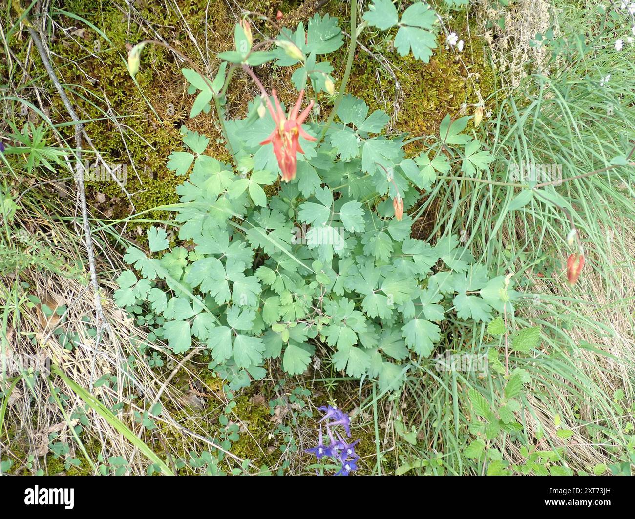 western columbine (Aquilegia formosa) Plantae Stock Photo - Alamy