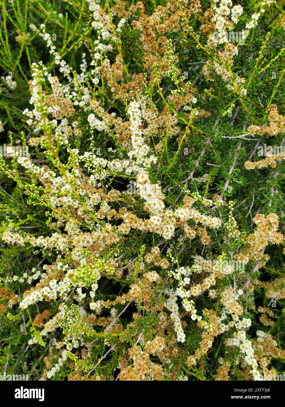 chamise (Adenostoma fasciculatum) Plantae Stock Photo - Alamy