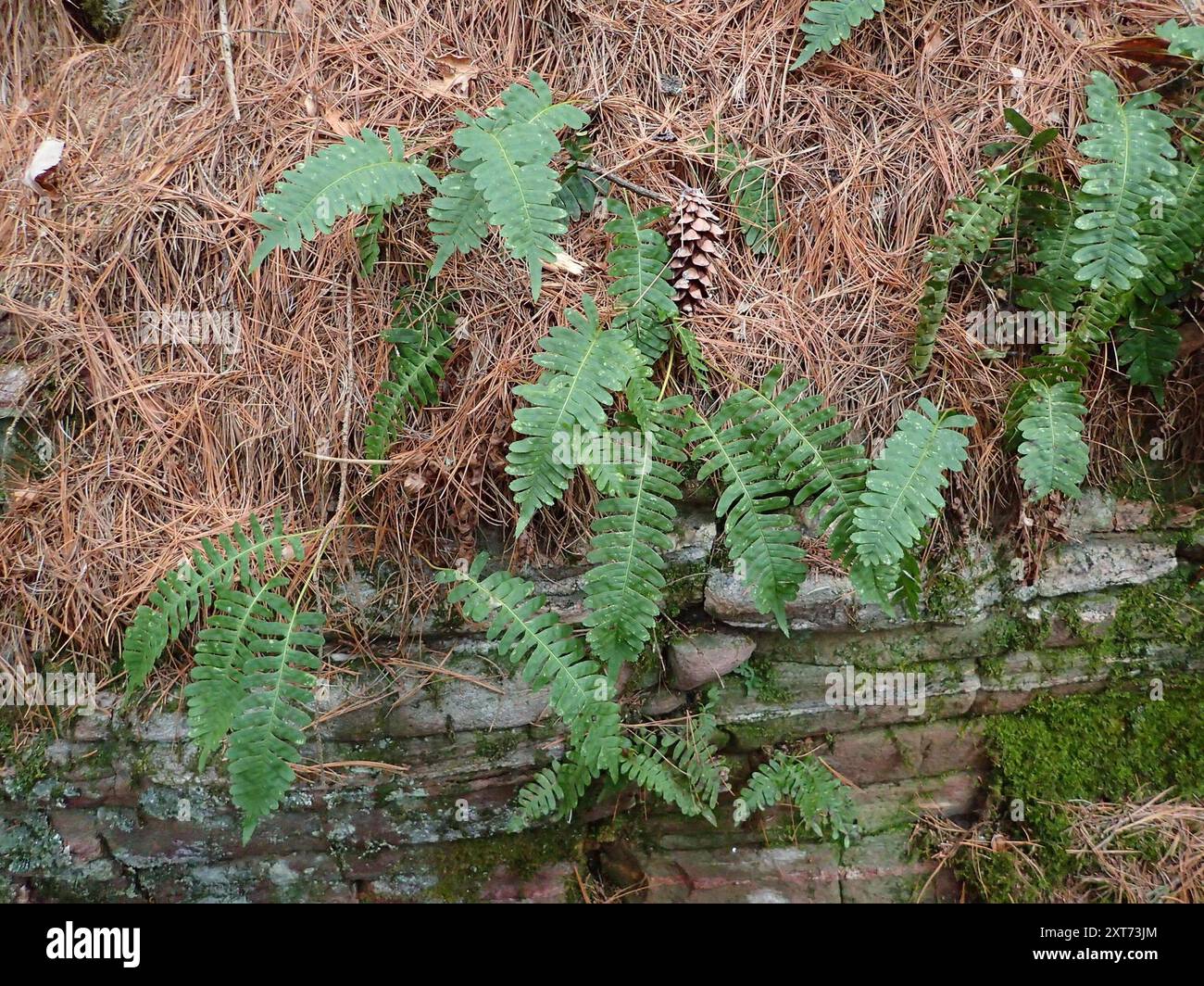 rock polypody (Polypodium virginianum) Plantae Stock Photo - Alamy