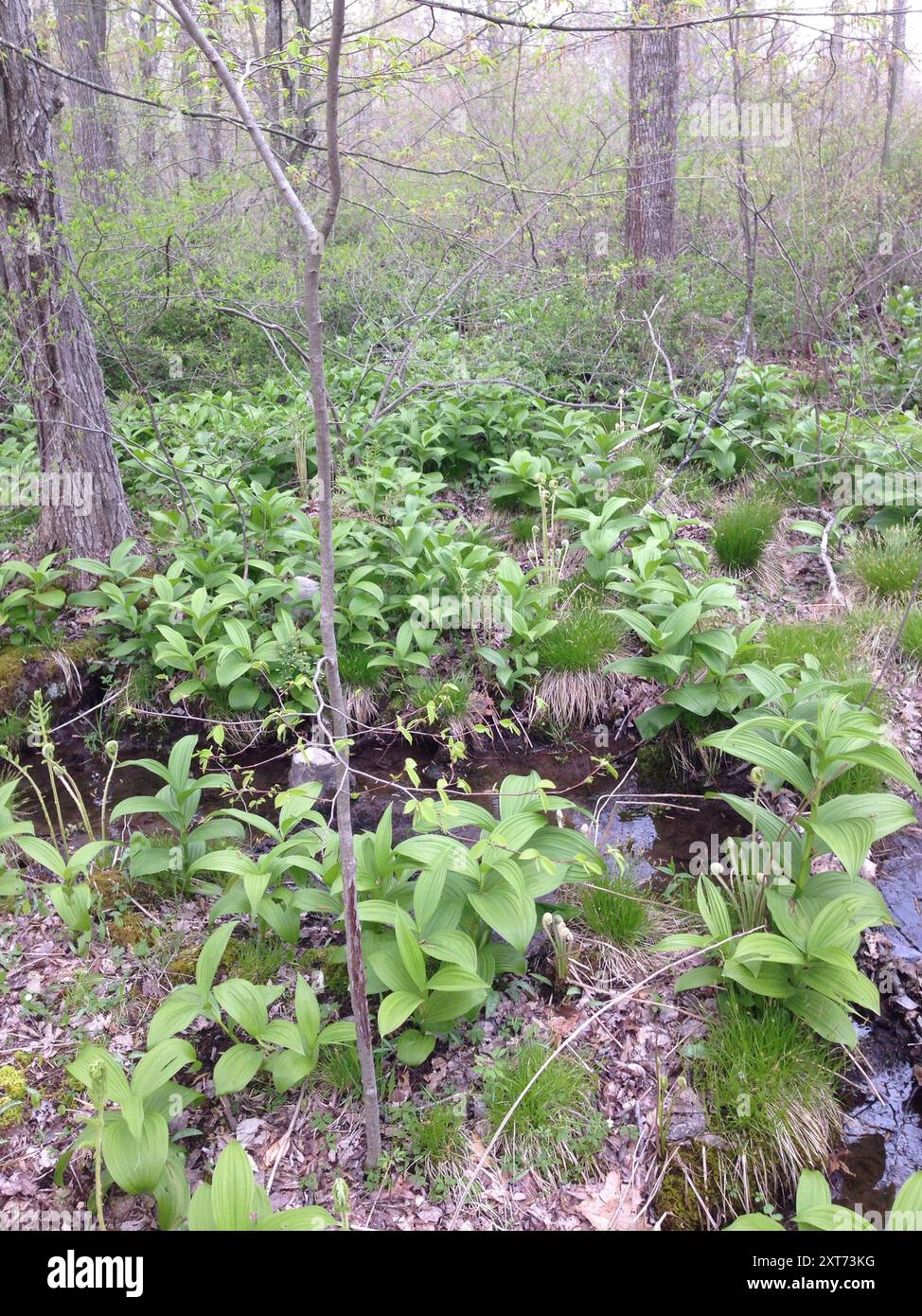 green false hellebore (Veratrum viride) Plantae Stock Photo - Alamy