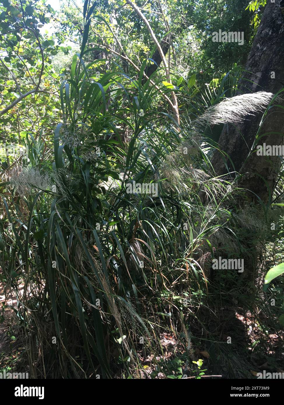 Burma Reed (Neyraudia reynaudiana) Plantae Stock Photo - Alamy