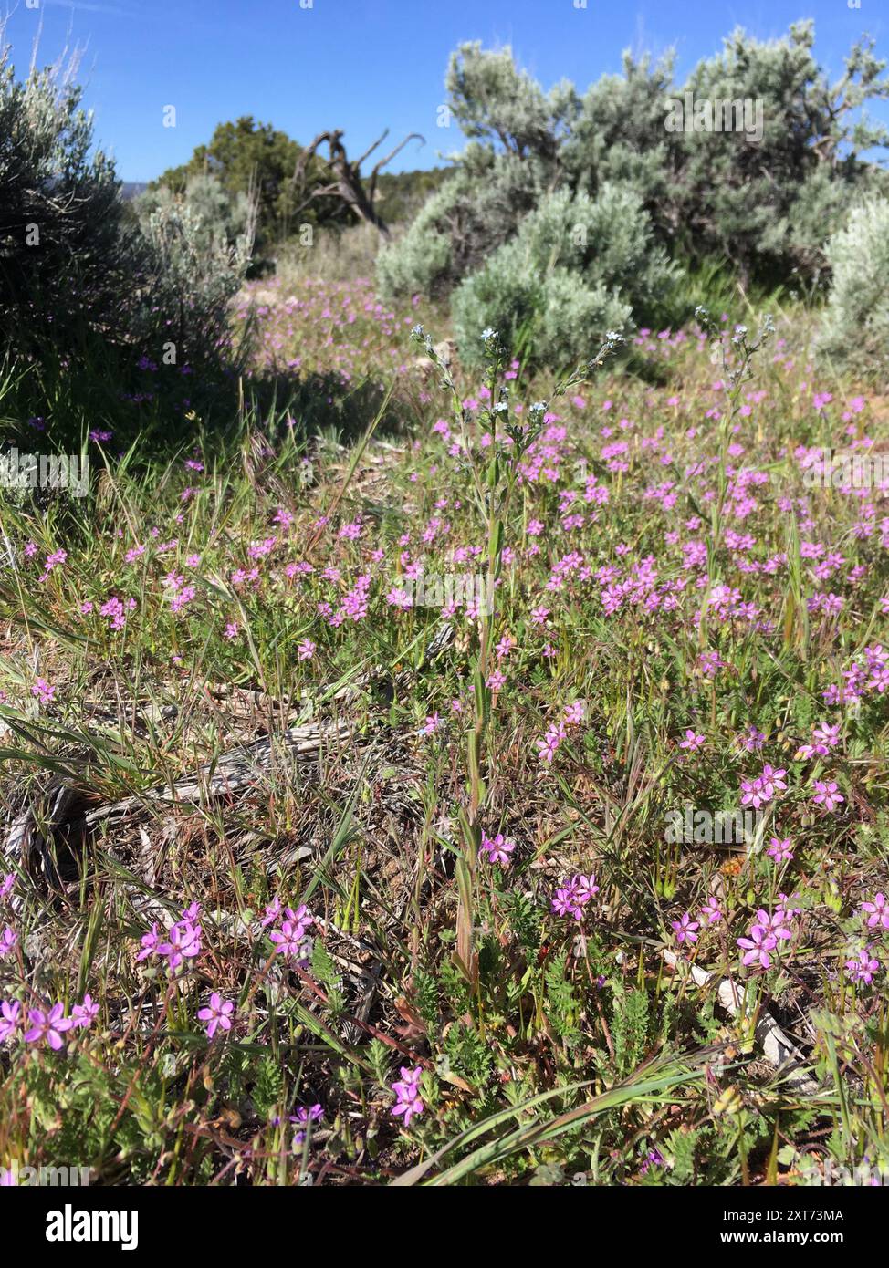 (Lappula occidentalis occidentalis) Plantae Stock Photo - Alamy