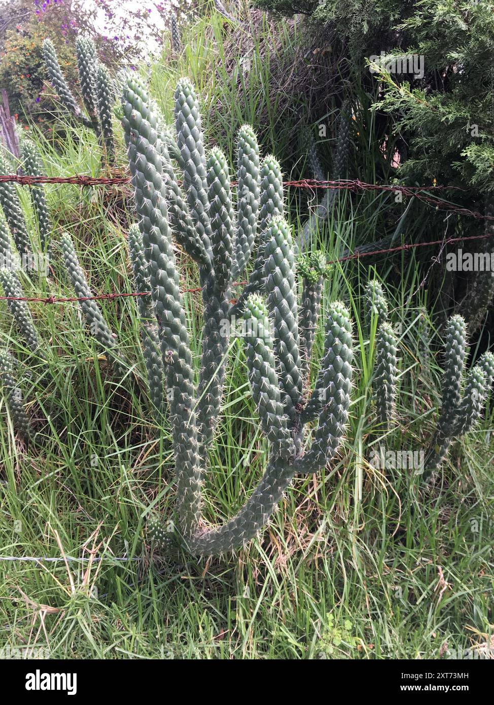 Eve's Needle Cactus (Austrocylindropuntia subulata) Plantae Stock Photo ...