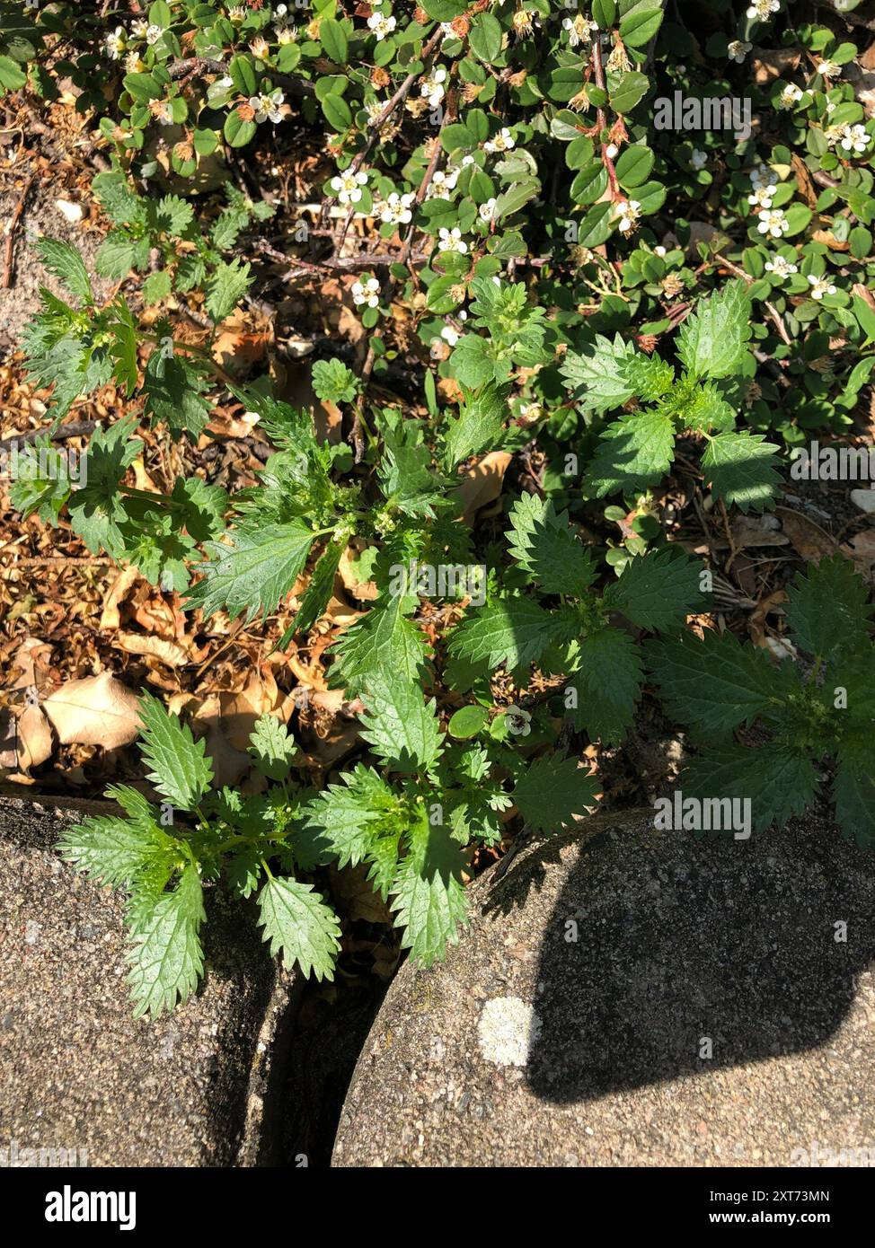 Dwarf Nettle (Urtica urens) Plantae Stock Photo - Alamy