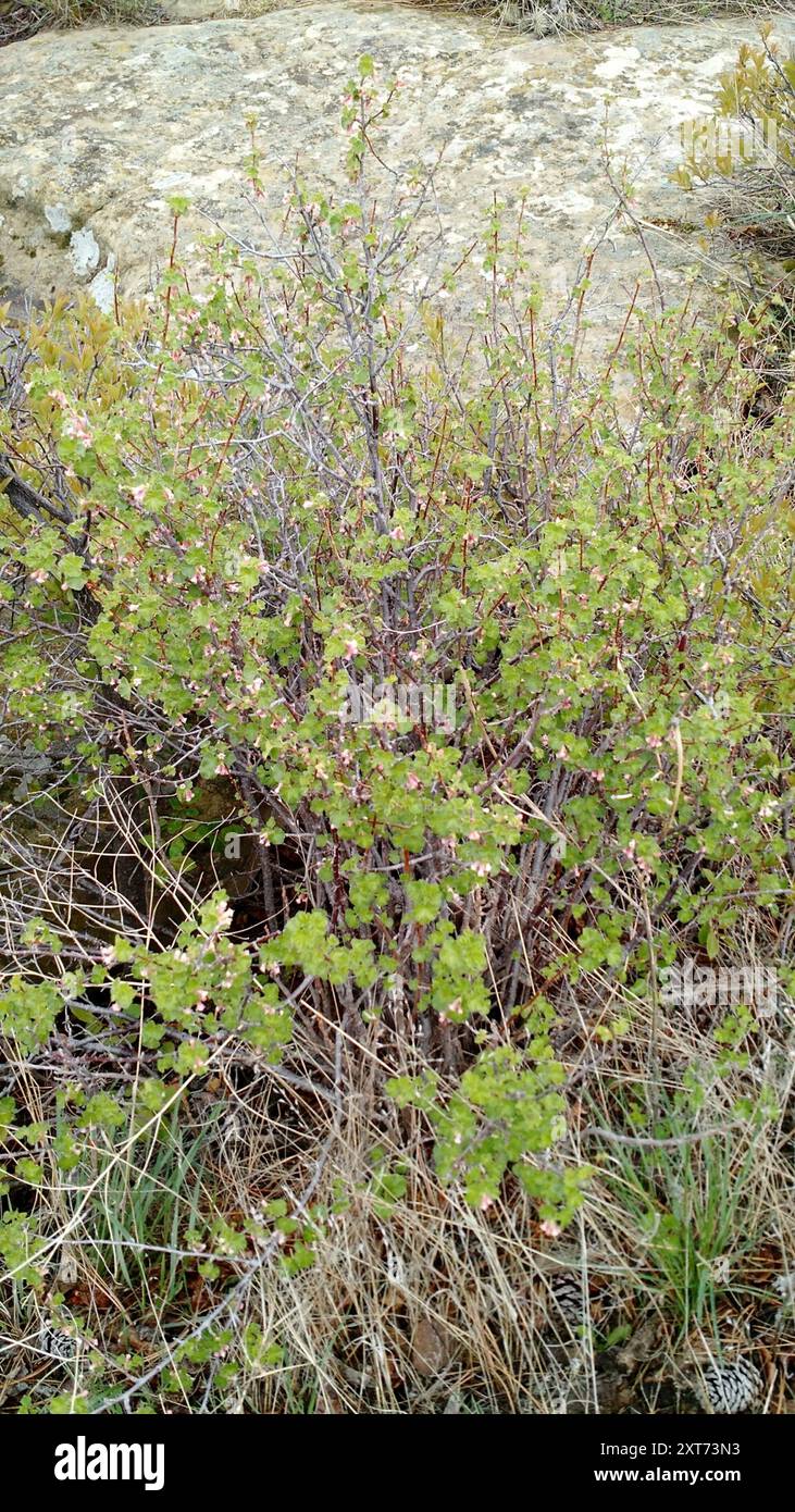 wax currant (Ribes cereum) Plantae Stock Photo - Alamy