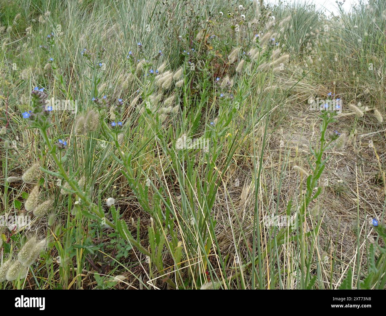 small bugloss (Anchusa arvensis) Plantae Stock Photo - Alamy
