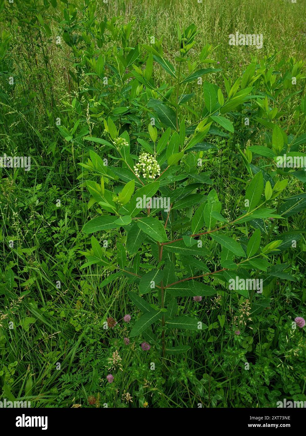 hemp dogbane (Apocynum cannabinum) Plantae Stock Photo - Alamy