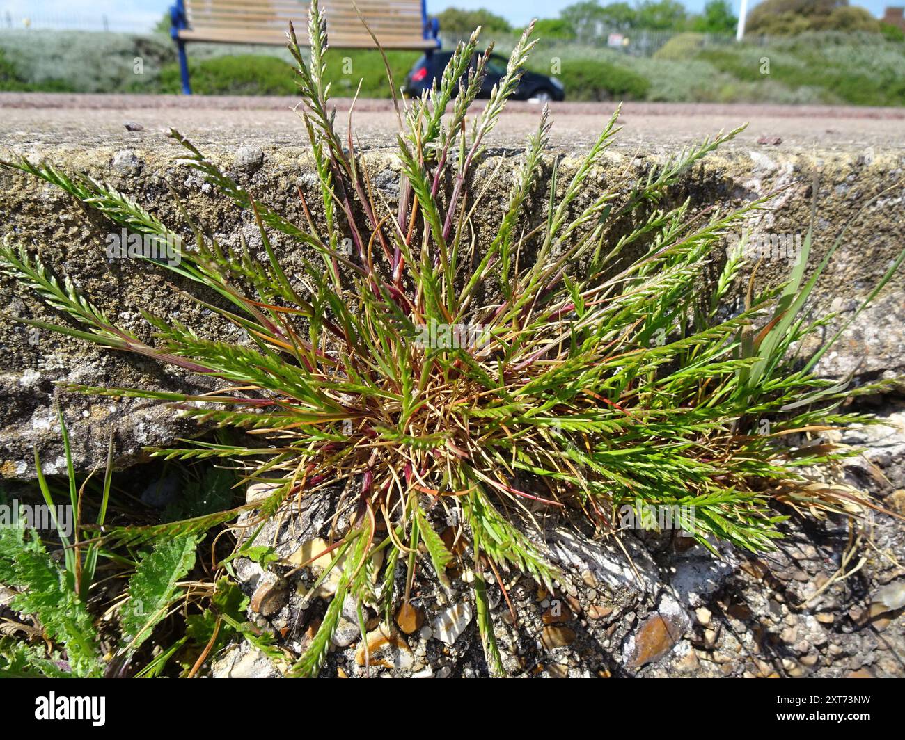 Sea Fern-grass (Catapodium marinum) Plantae Stock Photo - Alamy