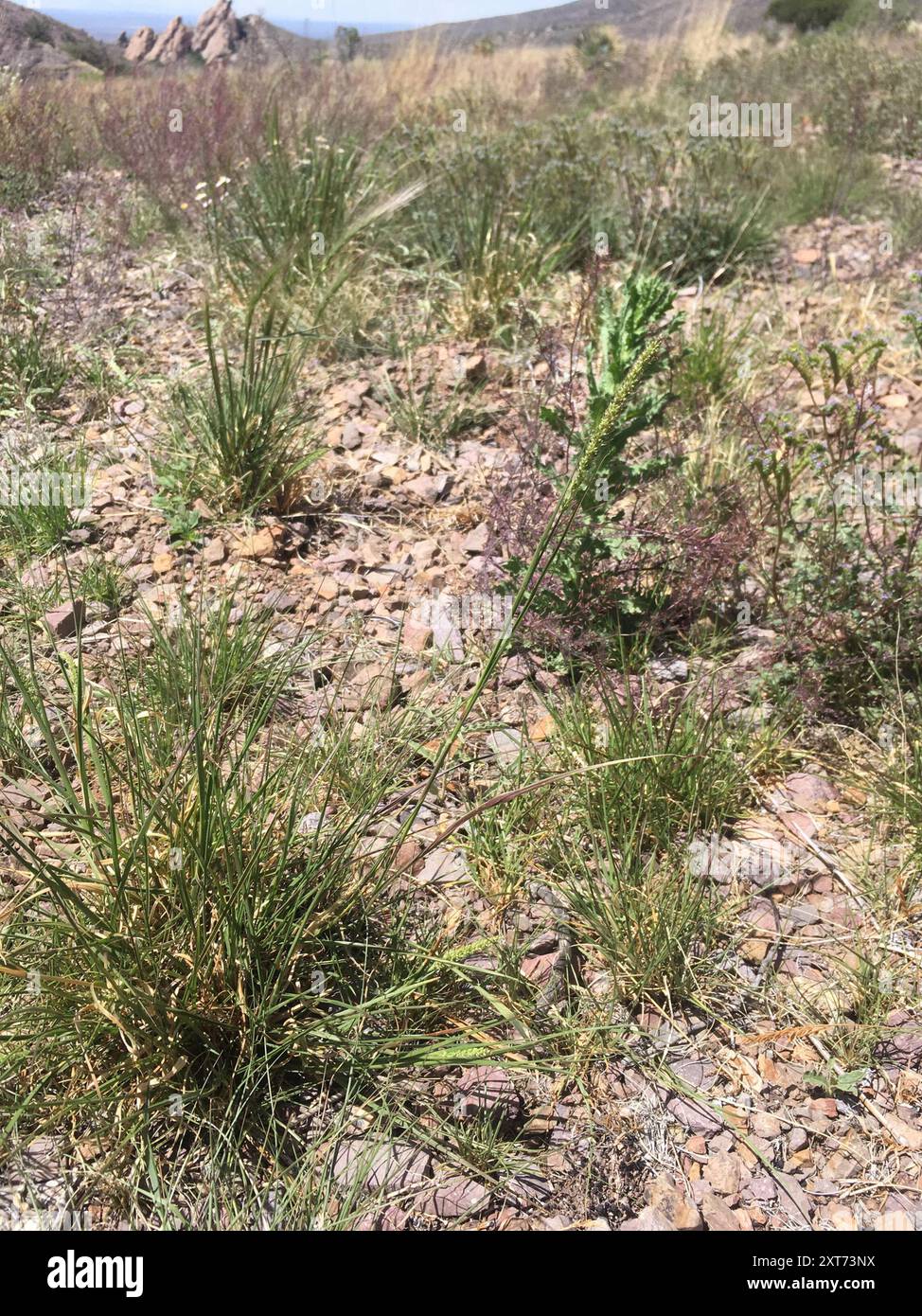plains bristlegrass (Setaria leucopila) Plantae Stock Photo - Alamy