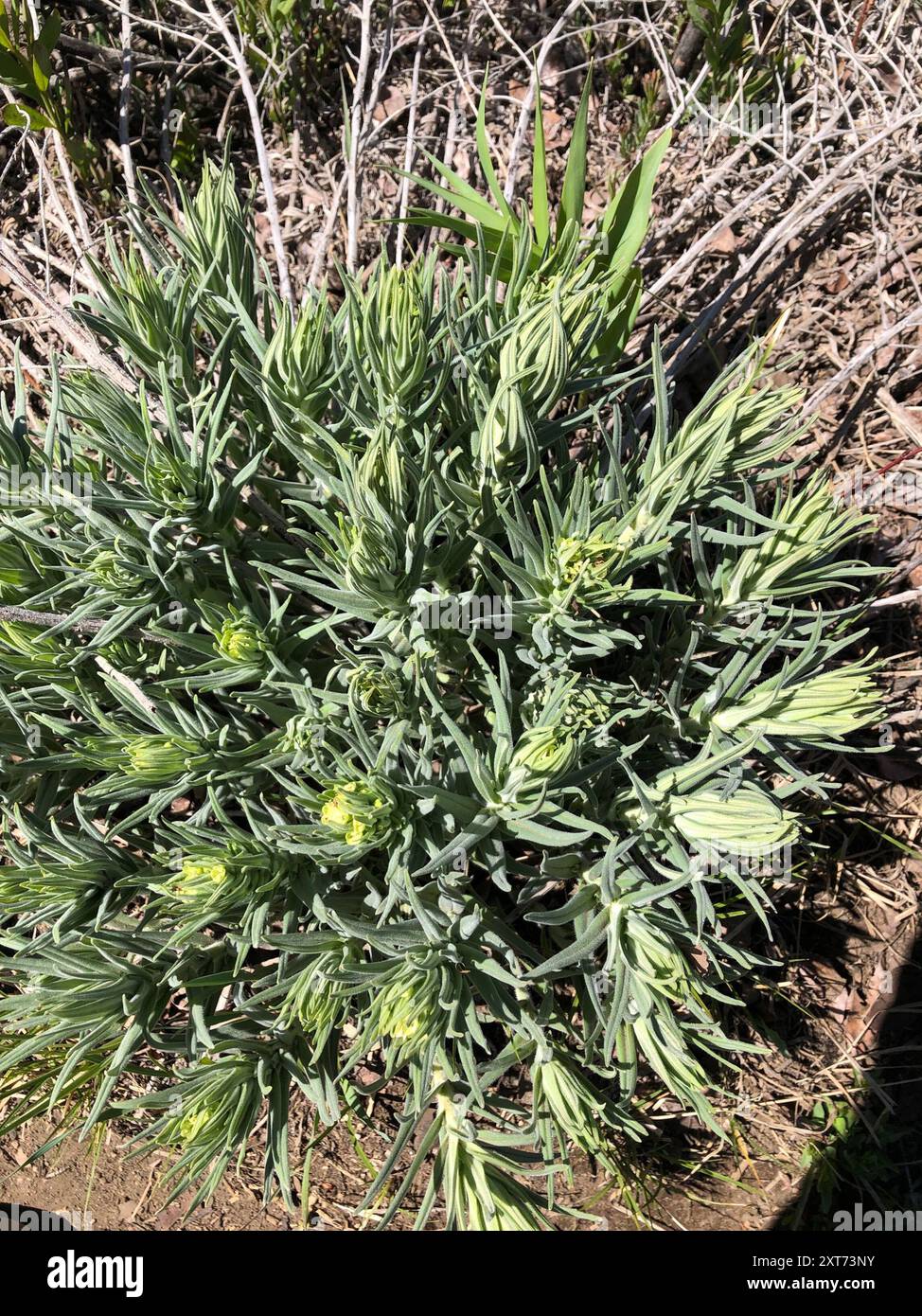 western stoneseed (Lithospermum ruderale) Plantae Stock Photo - Alamy