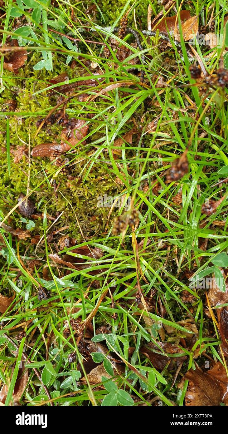 Field woodrush (Luzula campestris) Plantae Stock Photo - Alamy
