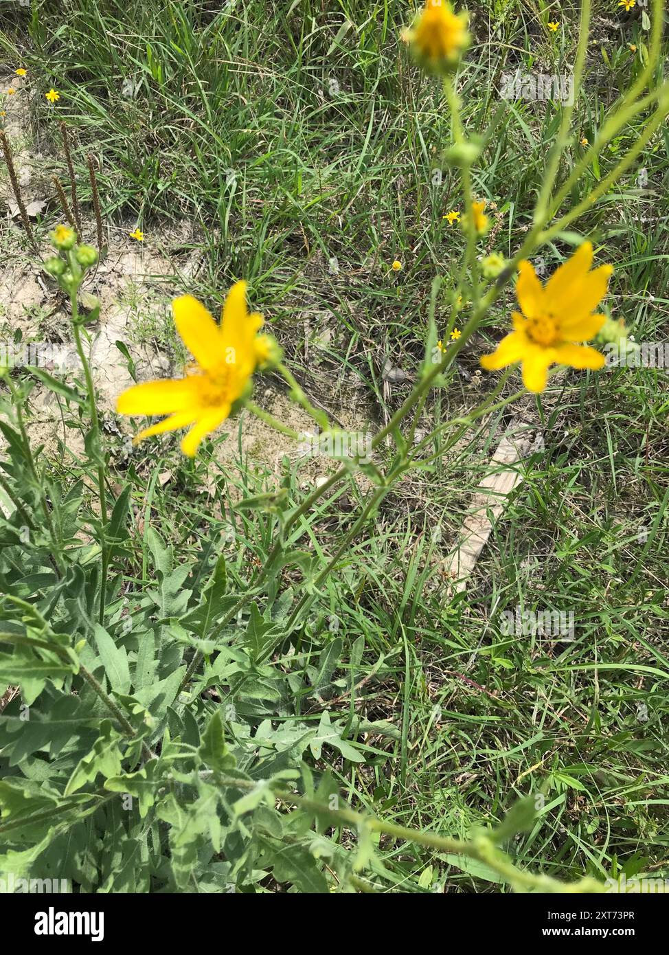 Engelmann daisy (Engelmannia peristenia) Plantae Stock Photo - Alamy