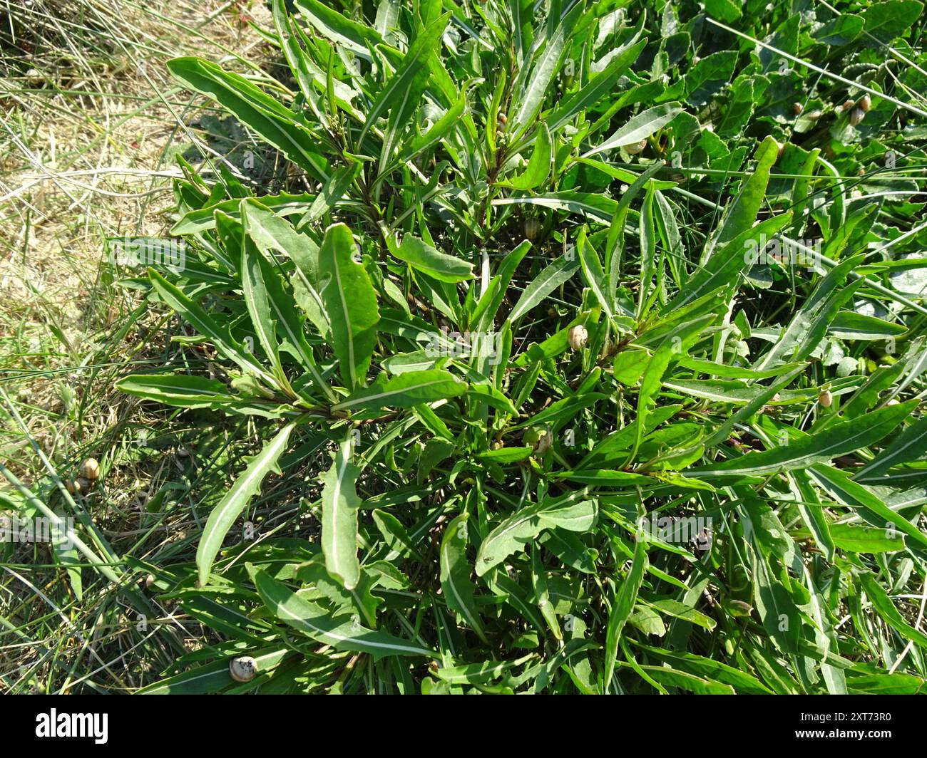 Perennial Wall-rocket (Diplotaxis tenuifolia) Plantae Stock Photo - Alamy