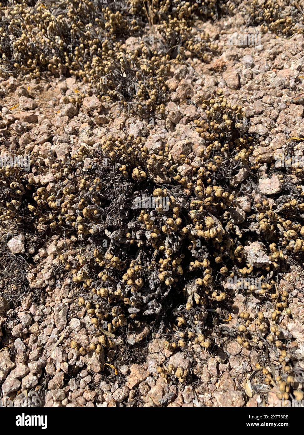 Arizona spikemoss (Selaginella arizonica) Plantae Stock Photo - Alamy