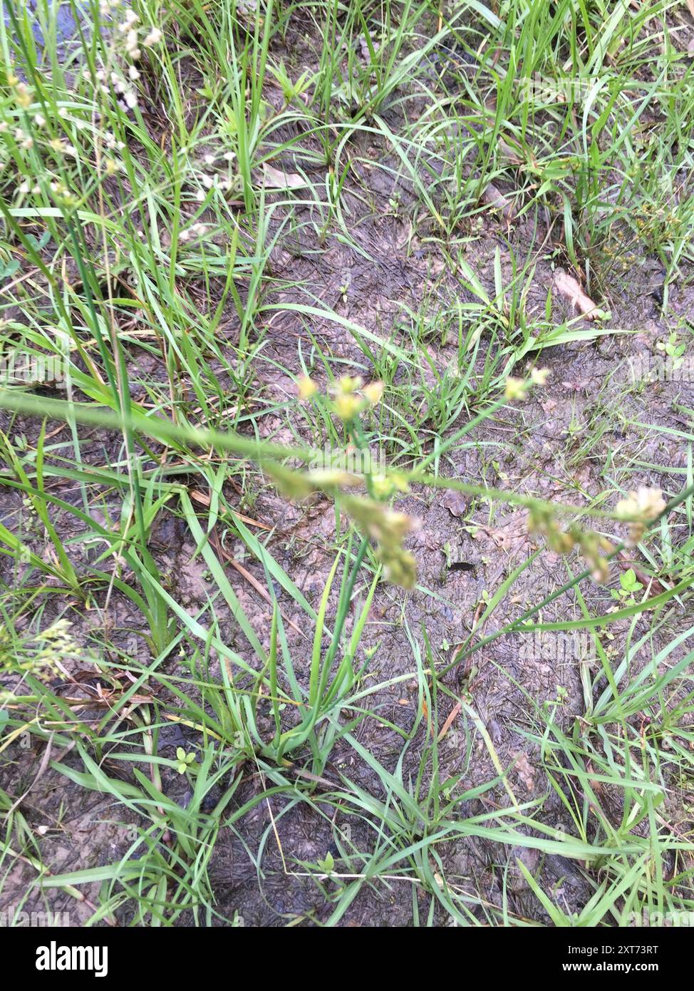 Roundhead Rush (Juncus validus) Plantae Stock Photo - Alamy