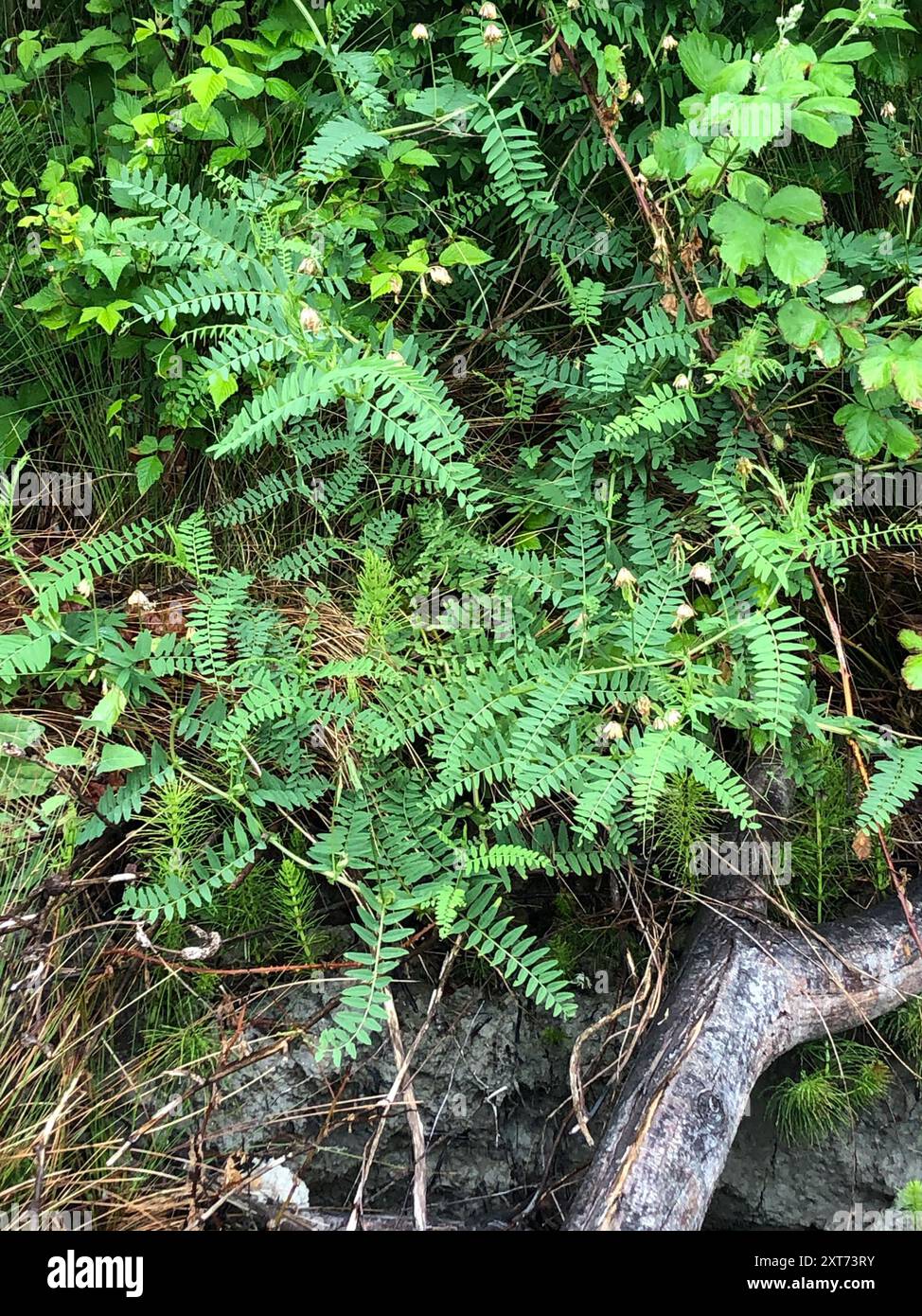 giant vetch (Vicia gigantea) Plantae Stock Photo - Alamy