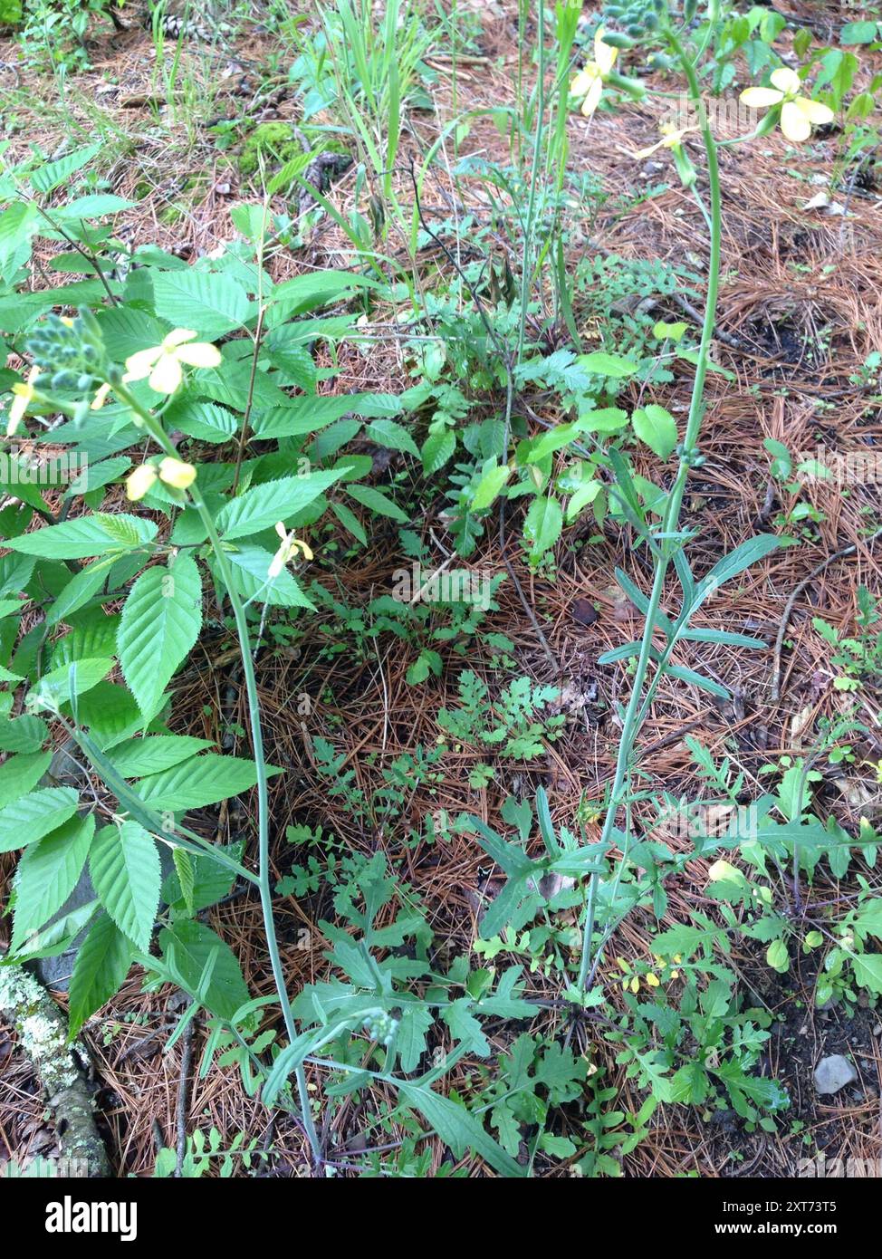 Jointed Charlock (Raphanus raphanistrum) Plantae Stock Photo - Alamy