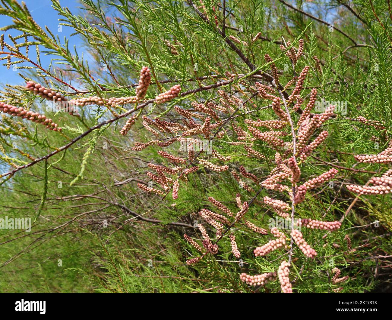 French tamarisk (Tamarix gallica) Plantae Stock Photo - Alamy