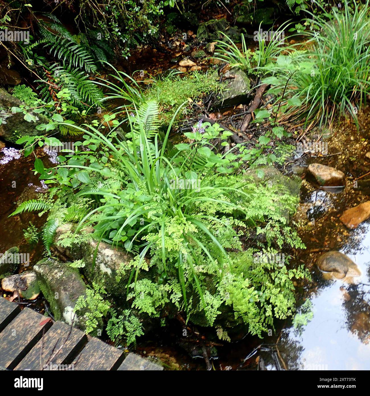 pink fly bush (Plectranthus fruticosus) Plantae Stock Photo - Alamy